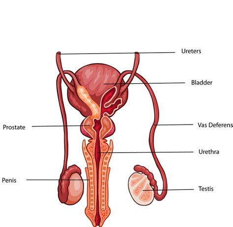 The Prostate Specific Antigen