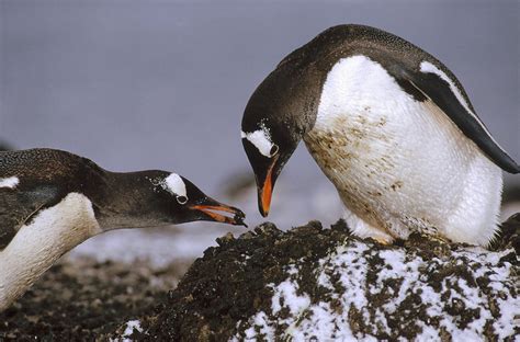 Gentoo Penguin Pygoscelis Papua Nesting Photograph By Tui De Roy Fine