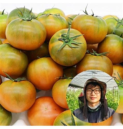 3월초부터 순차출고 산지직송 Gap 부산 대저토마토25kgl사이즈 티몬