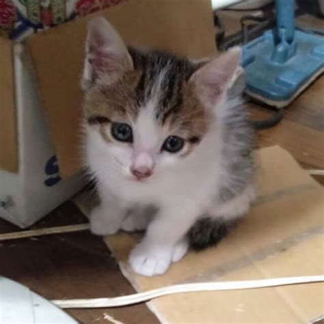 生後2ヶ月の子猫 ぽちとたま