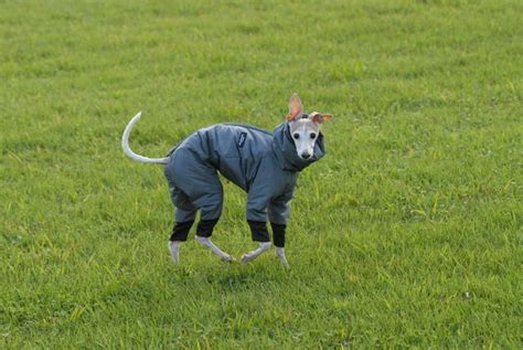 寒い冬。犬に洋服って着せるべき？【ペットと一緒に Vol5】 ニッポン放送 News Online
