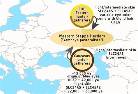 File Yamnaya Pastoralists Main Genetic Ancestry Png Wikipedia