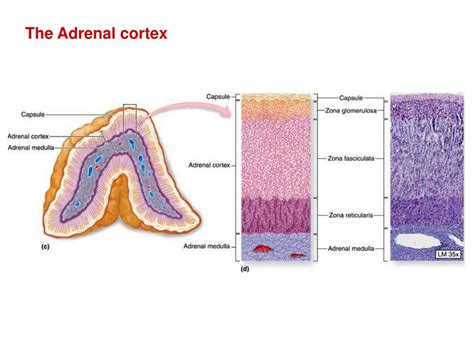 Adrenal Cortex Target Structure At Bethany Knibbs Blog