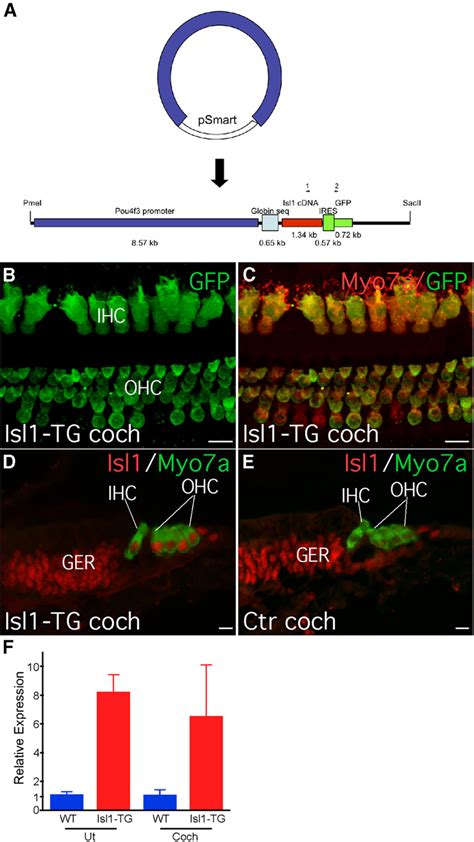 Construction And Characterization Of Isl1 Tg Mice A A Schematic