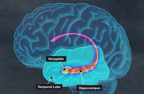 VOCABULARIO DE NEUROCOGNICIÓN Flashcards