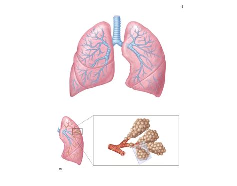 Lungs Labeling Respiratory Quiz