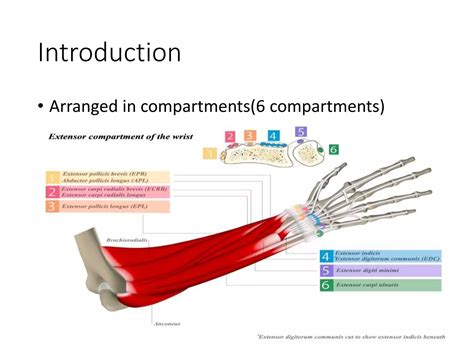 Extensor Compartment Of The Hand Tesf Pptx