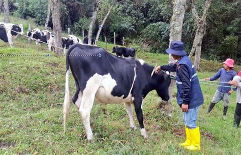 Fiebre Aftosa Vacunaron 47 Millones De Cabezas De Ganado Bovino