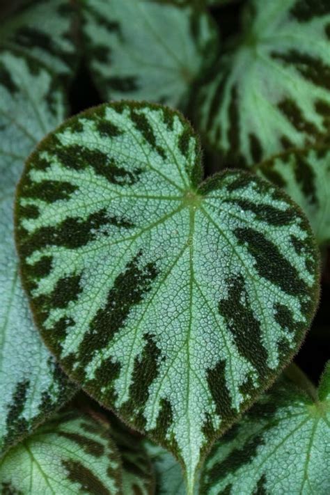 Close Up Of A Begonia Variegata Leaf With Green Striped Texture Stock