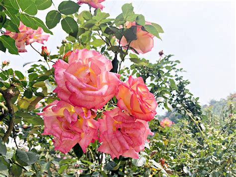 雲林古坑Rosahill 蘿莎玫瑰山莊玫瑰花大爆棚充滿浪漫氛圍 輕旅行