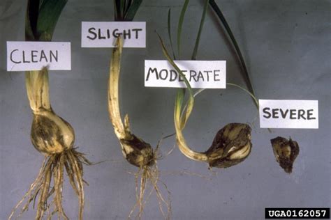 Potato Rot Nematode Ditylenchus Destructor Thorne 1945