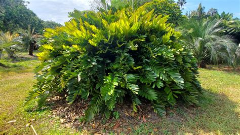 Zamia Furfuracea Botanical Auctions