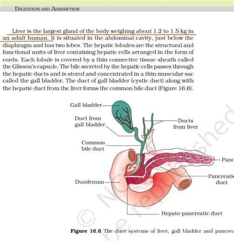 What Is The Largest Gland Of Body Edurev Neet Question