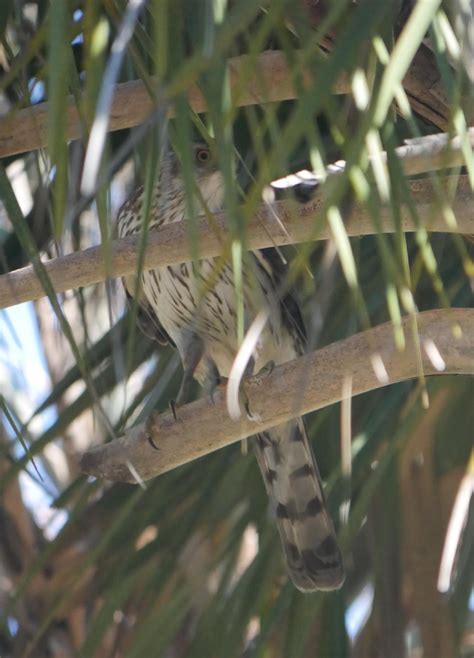 Juvenile Coopers Hawk R Whatsthisbird