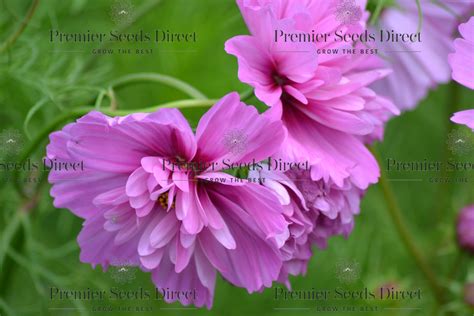 Cosmos Bipinnatus Fizzy Pink Cosmos Premier Seeds Direct Ltd
