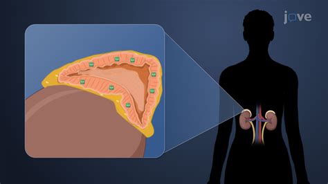 Video Antihypertensive Drugs Angiotensin Converting Enzyme Inhibitors