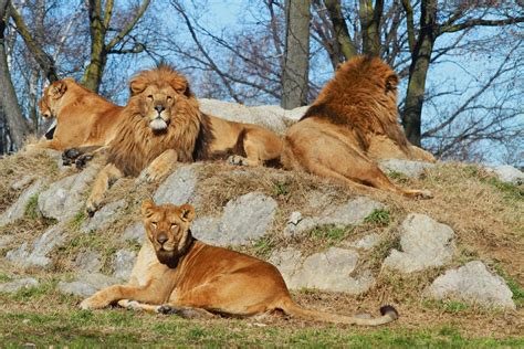 Cuál es el significado de soñar con leones Infobae