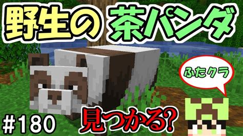 【ふたクラ】180 超レアの野生の茶色パンダを見つけるまで帰れません！【マインクラフト】【マイクラ実況】 Youtube
