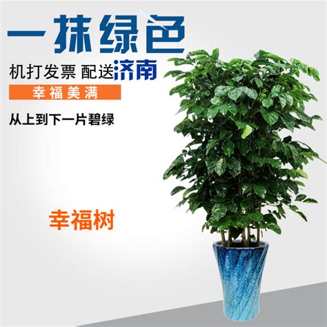 客厅养什么大型植物好家庭养大型的绿植物好客厅养什么大绿植好大山谷图库