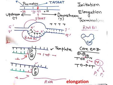 Rna Polymerase And Transcription In Prokaryotes Pptx