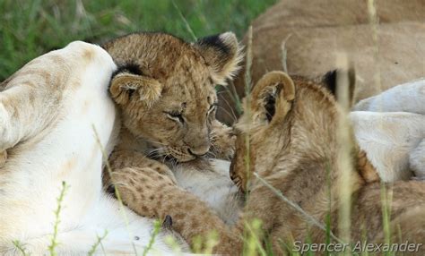 The Marsh Pride Pt 1 S Alexander