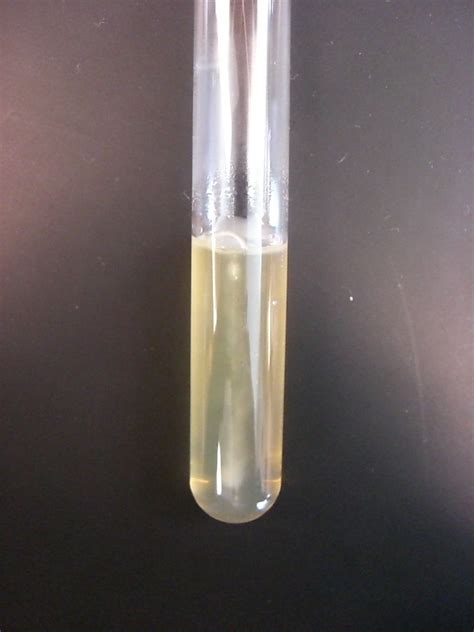 Motility H S Bacteria That Are Motile And Non H S Flickr