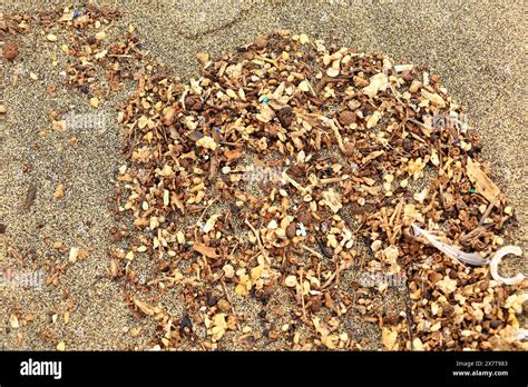 Microplastics On The Sand Beach At Fuerteventura Canary Islands In