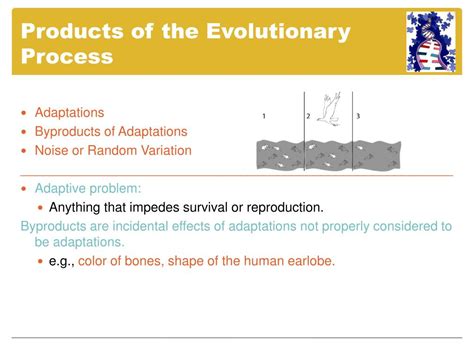 Ppt Evolutionary Perspective Powerpoint Presentation Free Download