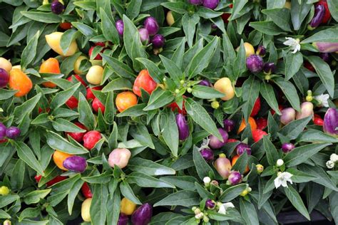 Multi Colored Pepper Among Dark Green Foliage Stock Image Image Of