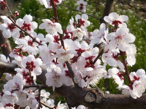 지난해 매화꽃을 보며~ 네이버 블로그