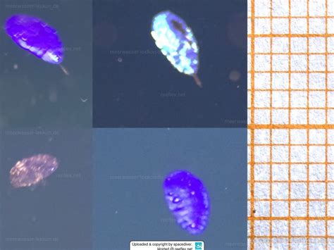 Sapphirina Sp Sea Sapphire