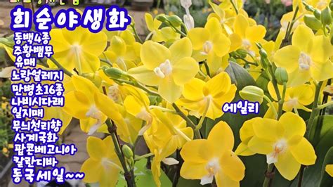 희순야생화 이계절에 꼭 들여야할꽃 동백4종블루초연초델몬트국화토끼귀유매주황뱀무눈속의바위취알바얼레지캐나다양귀비만병초나비시다래천리향일지매사계국화동국