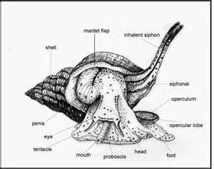 Best Images About Sea Shells On Pinterest Conch Shells Helmets And Sea Shells