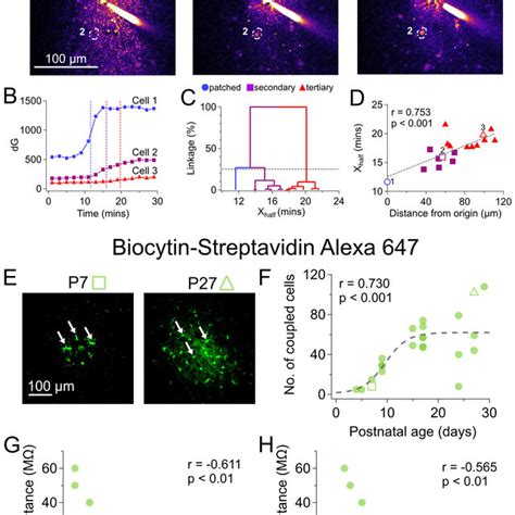 Astrocyte Gap Junction Coupling Increased With Age Download