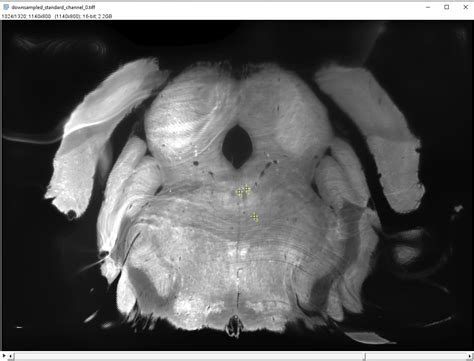 How To Add Cell Position And Transform It Into The Standard Atlas In