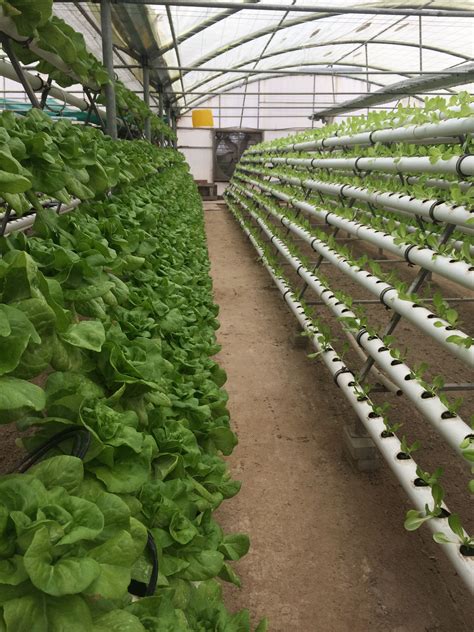 Outdoor Hydroponic Gardening