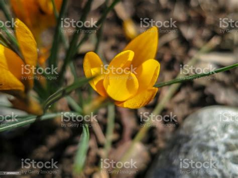 자연 스러운 배경 정원에서 클로즈업 된 크 로커 스 골든 옐로우가 봄 자연의 부드러운 초점 0명에 대한 스톡 사진 및 기타 이미지 Istock
