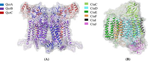 A Complex Iii Homodimer And Its Subunits B Complex Iv Monomer And Its