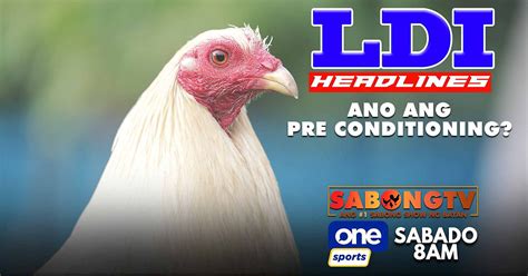 Ldi Headlines Ang Pre Conditioning Ng Manok Sabongtv