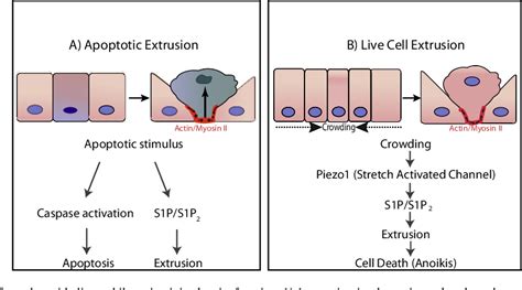 Figure 1 From Epithelial Cell Extrusion Pathways And Pathologies