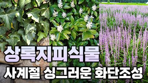 잔디 대신 어때요 가성비 좋은 상록성 지피식물 6가지를 소개합니다 YouTube