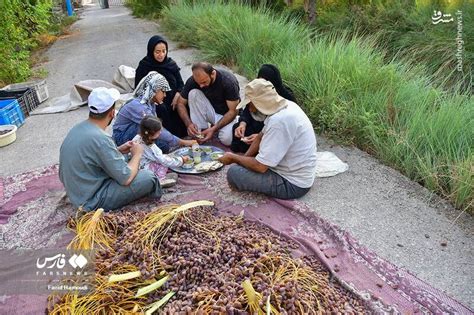 مشرق نیوز عکس برداشت خرما از نخلستان‌های آبادان