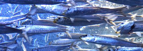 日本で一番獲れる魚はどんな魚？ 旬の魚を美味しく食べよう。 Umito®