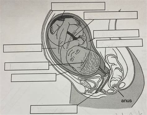 Reproductivefemale Pregnancy Diagram Quizlet