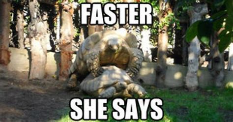 Bad In Bed Turtle Imgur