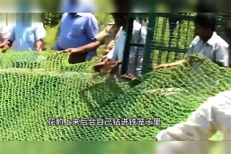 印度：一只花豹掉到井里，村民的救援方法很独特村民救援方法