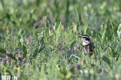 ツグミ 野鳥大好き闘将N