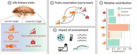 与鱼类育苗场环境的解耦残留效应science Of The Total Environment X Mol