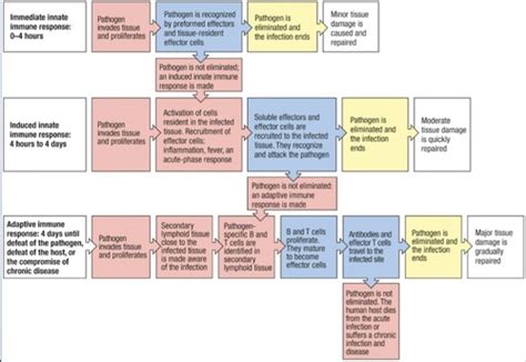 Immunology Chapter 3 Flashcards Quizlet