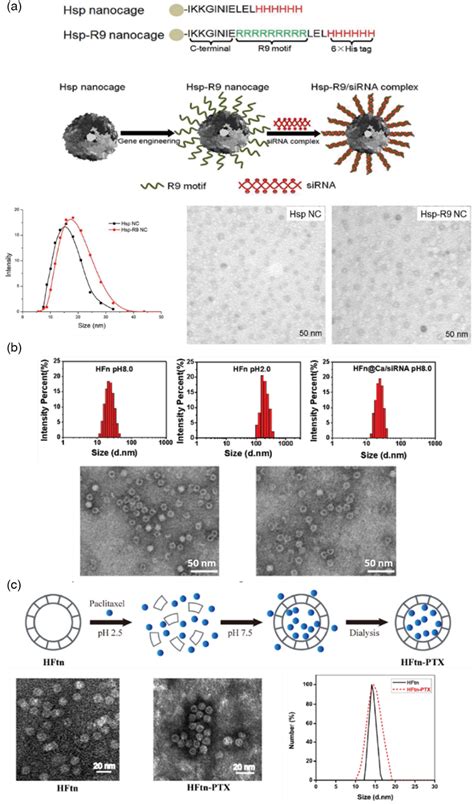 A Adsorption Of Polyarginine Onto The Hsp16 5 Nanocage Top And Dls